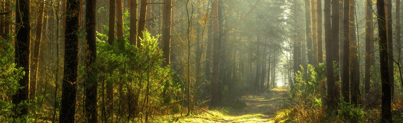 Over Wood Loop - Wood Loop